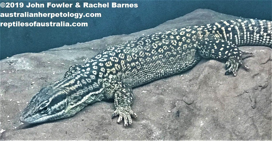 RIDGE-TAILED MONITOR Varanus acanthurus