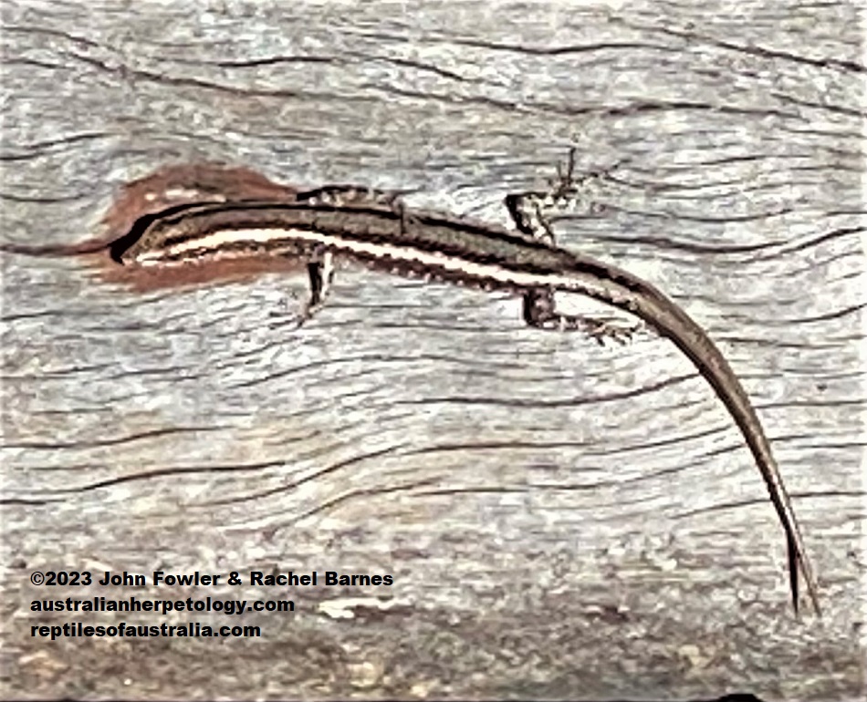 Cryptoblepharus virgatus CREAM-STRIPED SNAKE-EYED SKINK