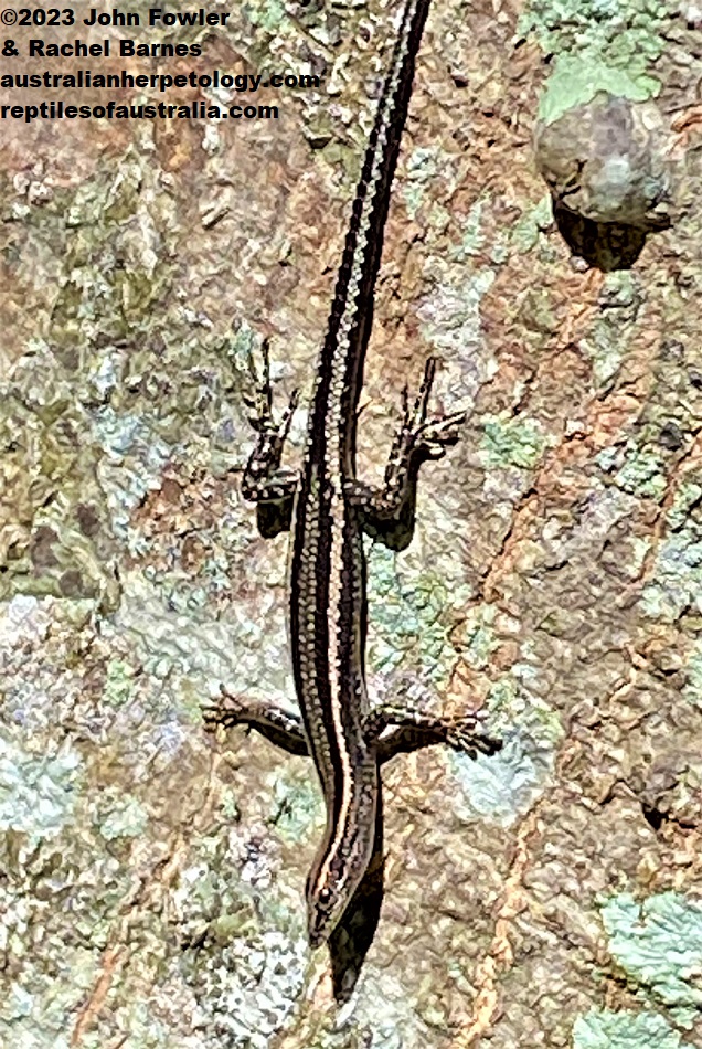 Cryptoblepharus virgatus CREAM-STRIPED SNAKE-EYED SKINK